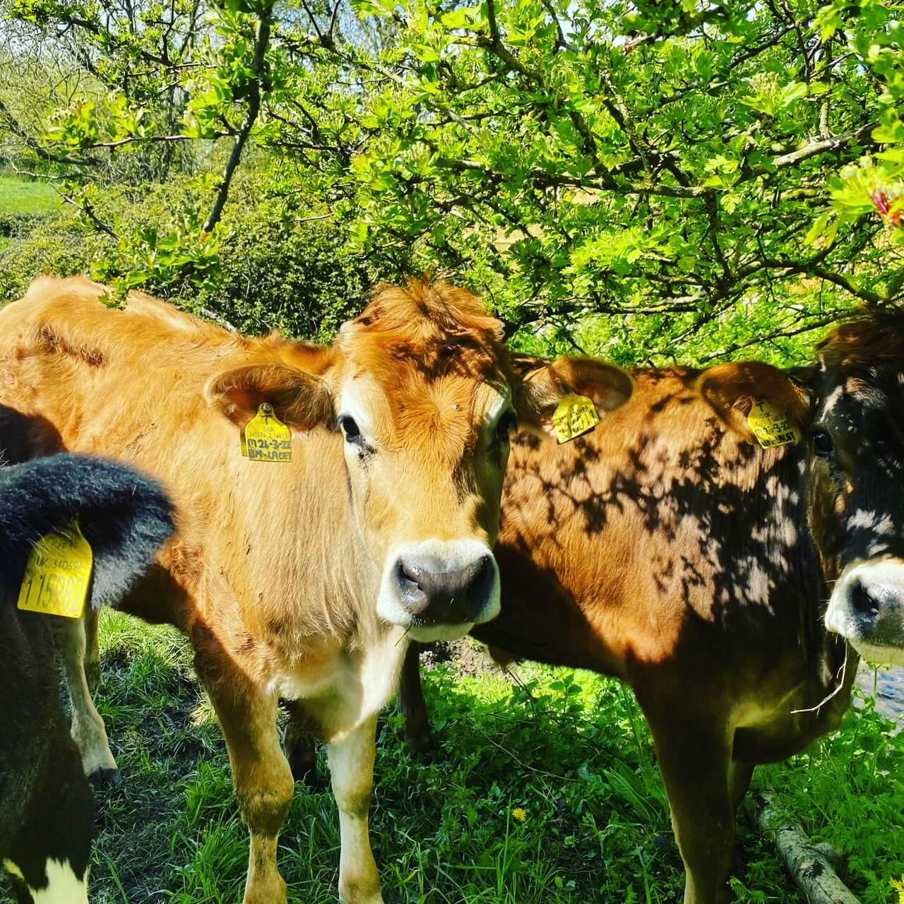 The Old Chapel | Upwey